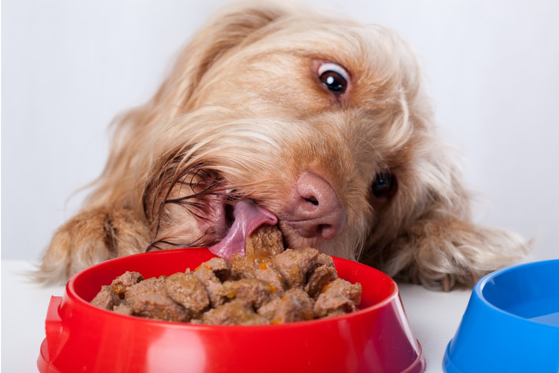 What’s in your dog’s food? – Shooting Star Lagotto Romagnolo