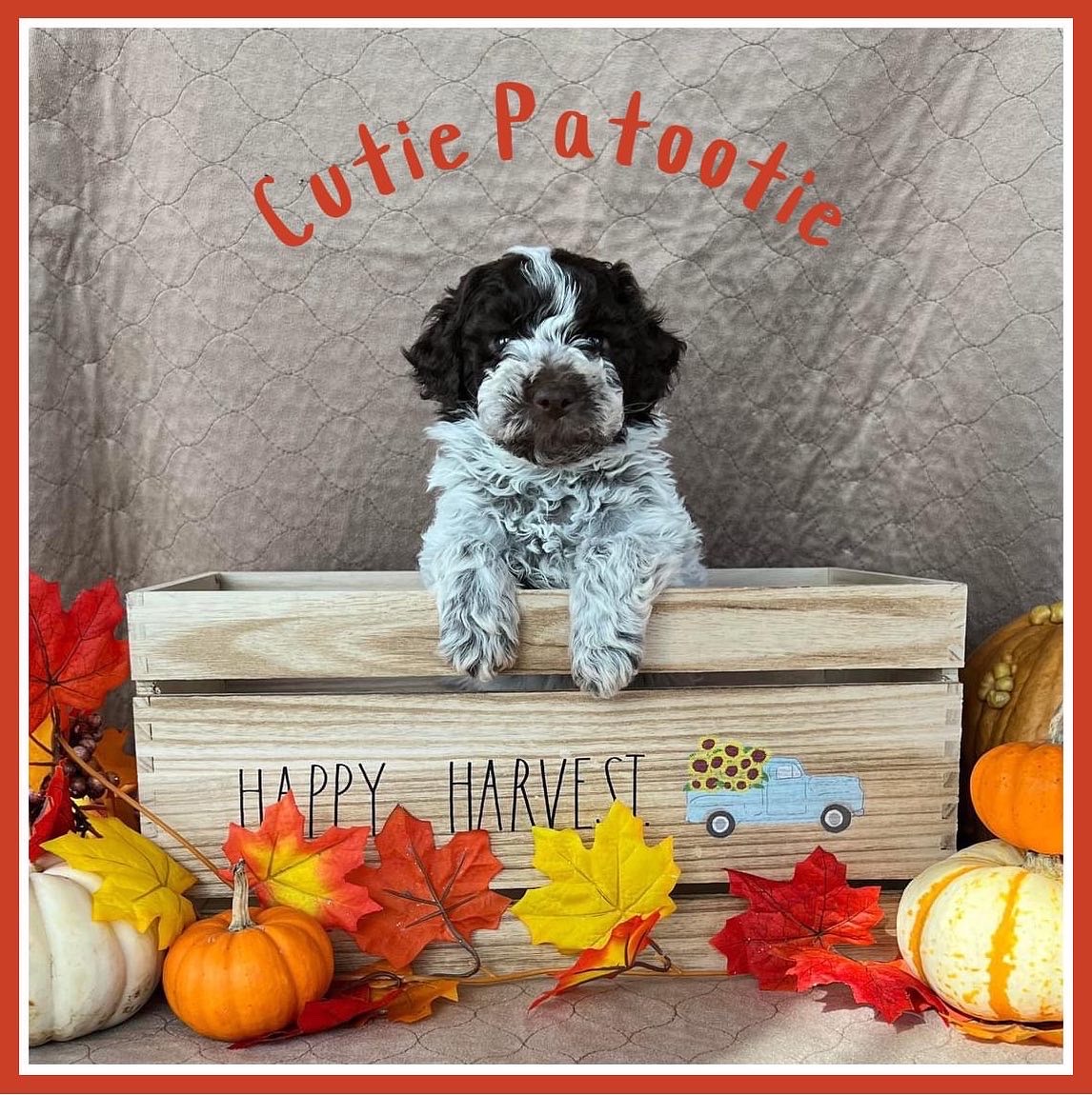 Why the Lagotto Romagnolo Might Be Your Perfect Match – Shooting Star ...