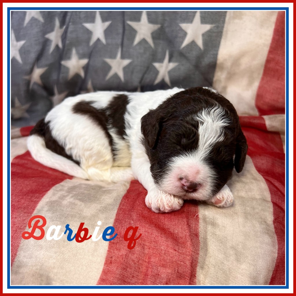 Available Puppies – Shooting Star Lagotto Romagnolo