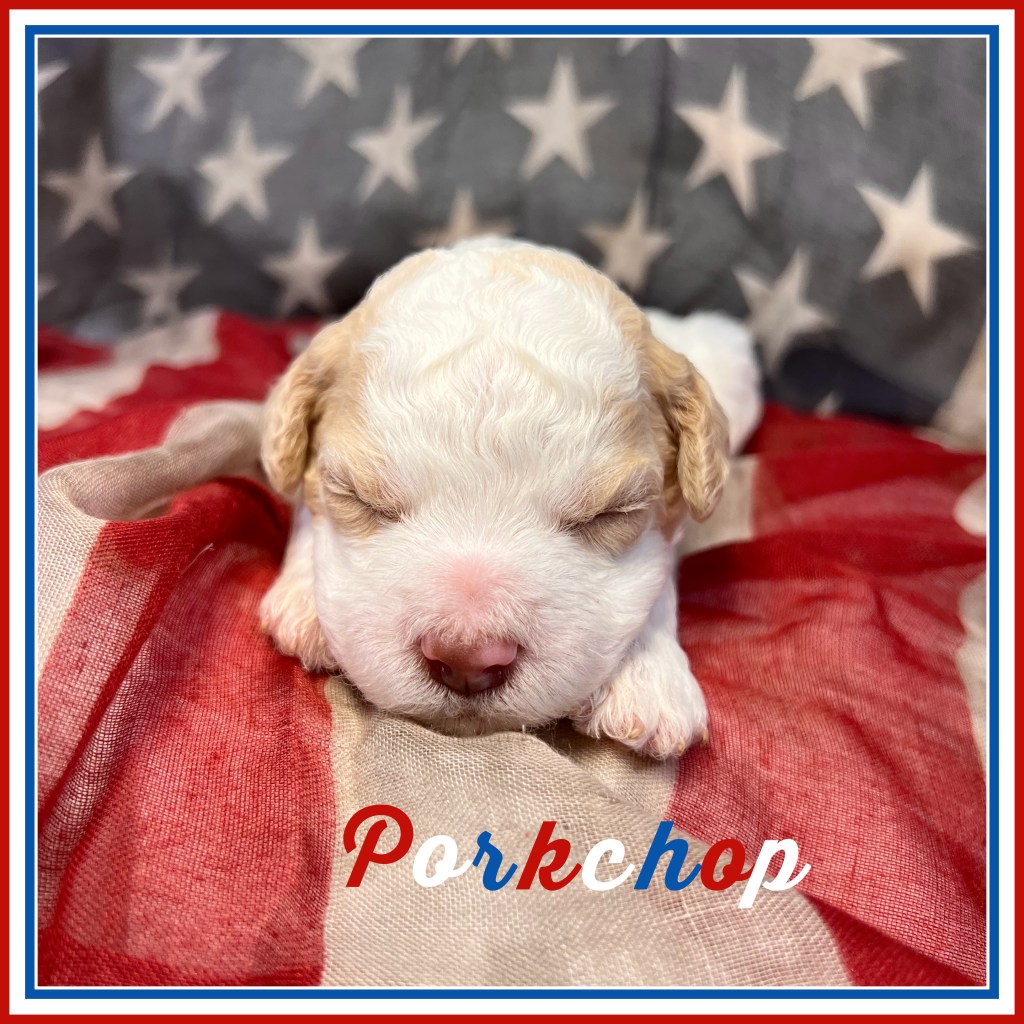 Available Puppies – Shooting Star Lagotto Romagnolo