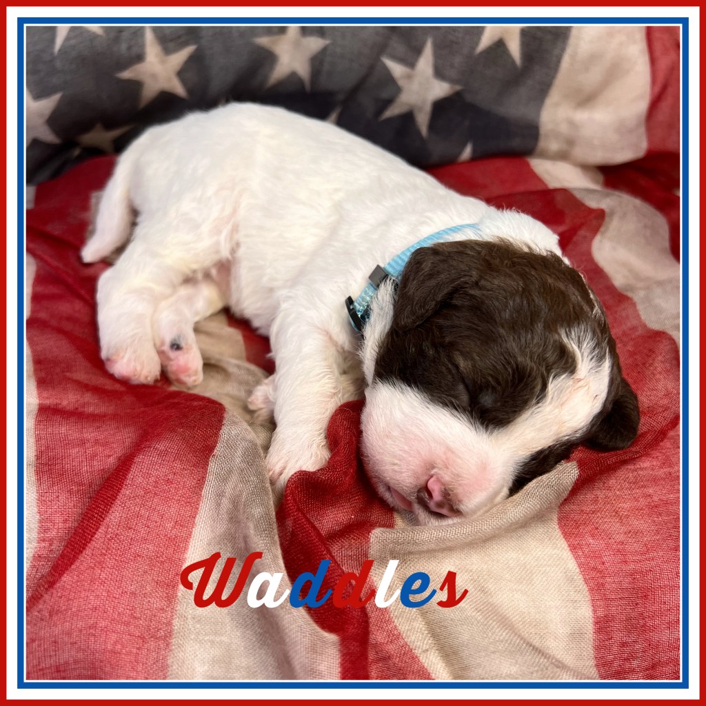 Available Puppies – Shooting Star Lagotto Romagnolo