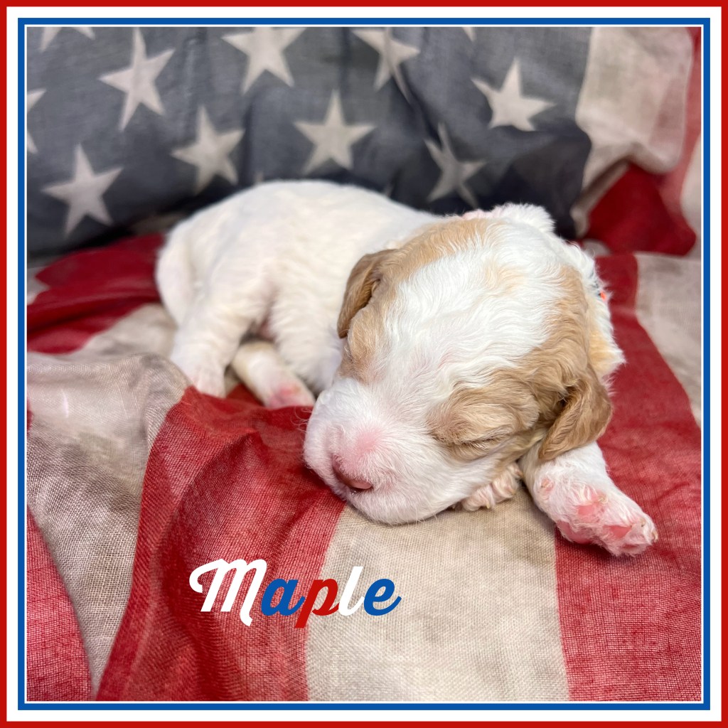 Available Puppies – Shooting Star Lagotto Romagnolo