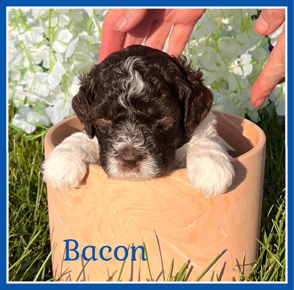 Available Puppies – Shooting Star Lagotto Romagnolo
