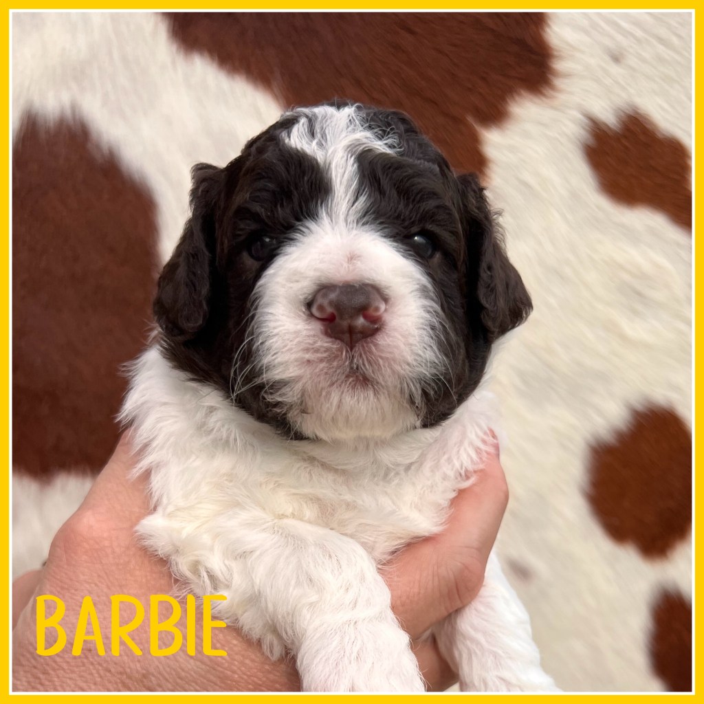 Available Puppies – Shooting Star Lagotto Romagnolo