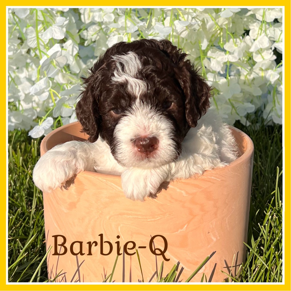 Available Puppies – Shooting Star Lagotto Romagnolo