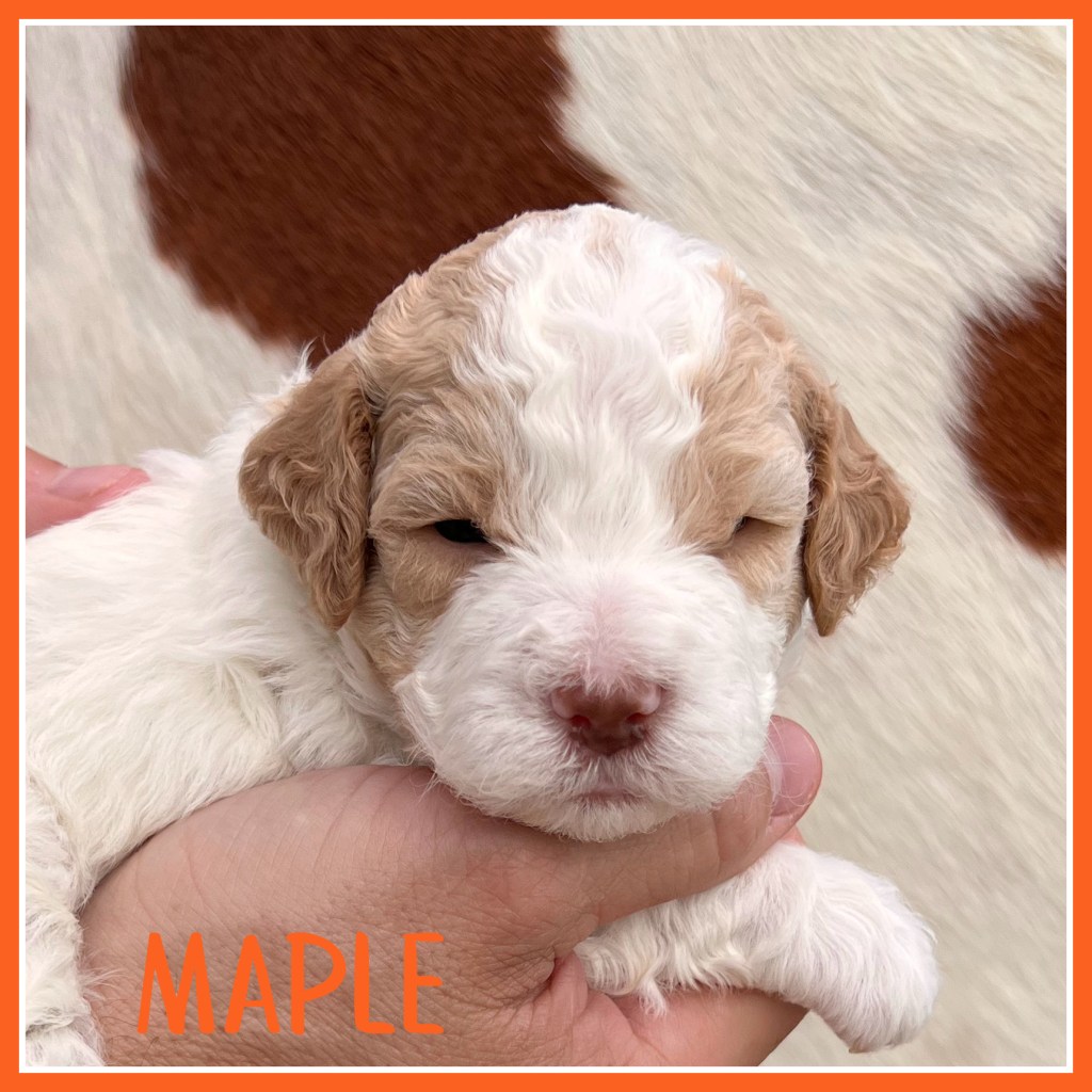 Available Puppies – Shooting Star Lagotto Romagnolo