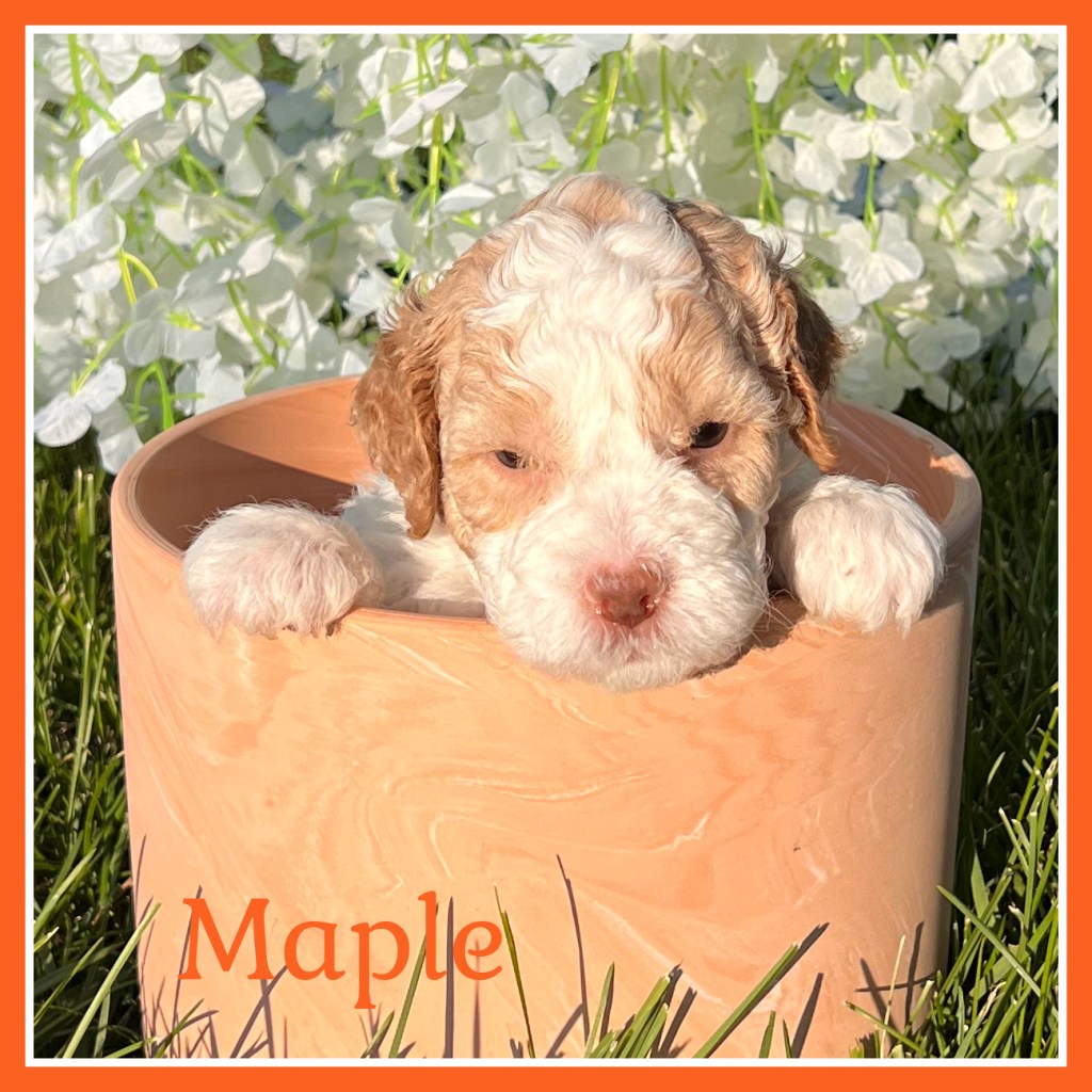 Available Puppies – Shooting Star Lagotto Romagnolo