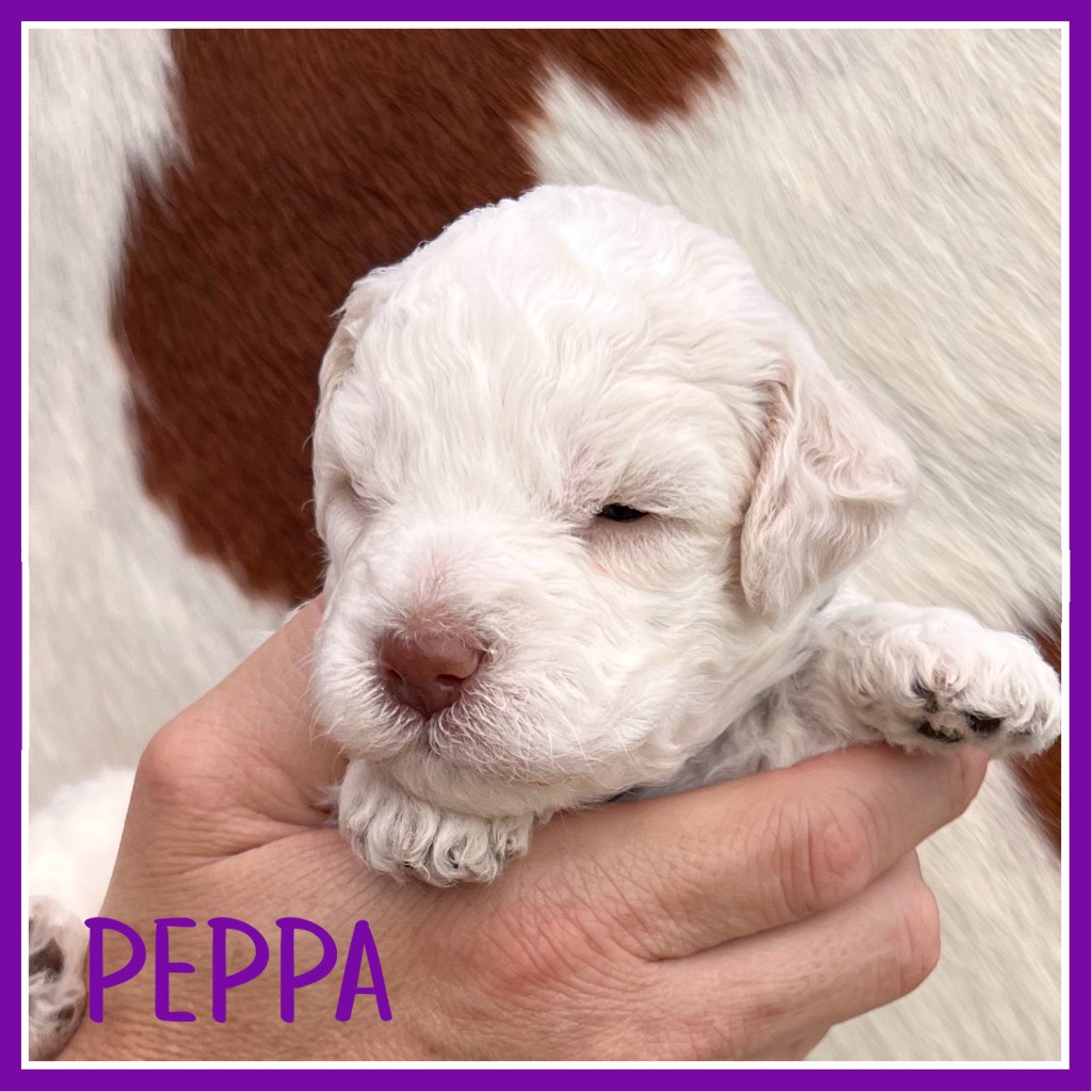 Available Puppies – Shooting Star Lagotto Romagnolo