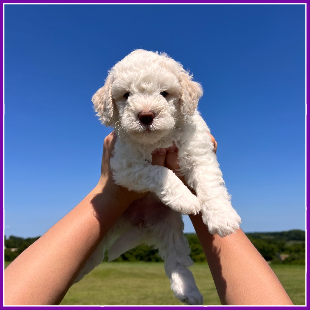 Available Puppies – Shooting Star Lagotto Romagnolo