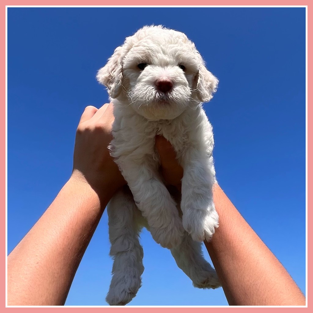 Available Puppies – Shooting Star Lagotto Romagnolo