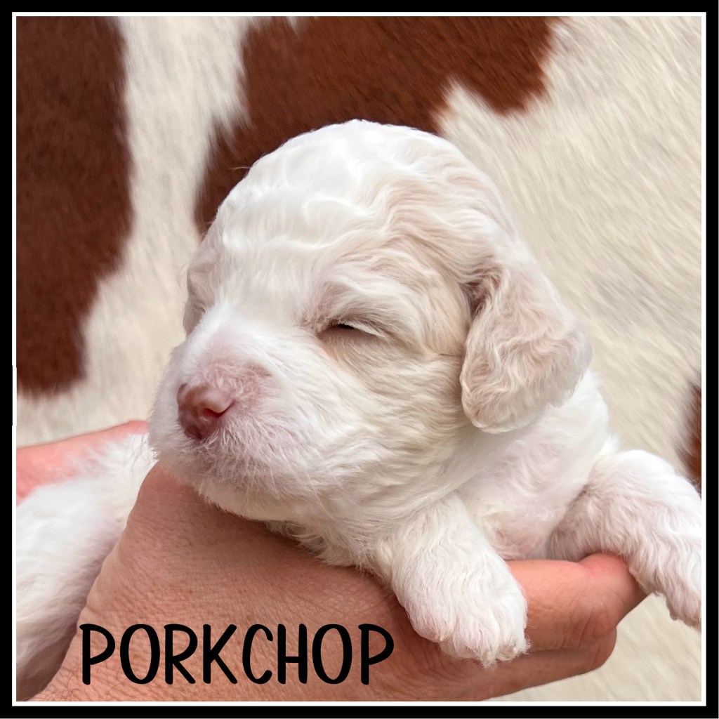Available Puppies – Shooting Star Lagotto Romagnolo