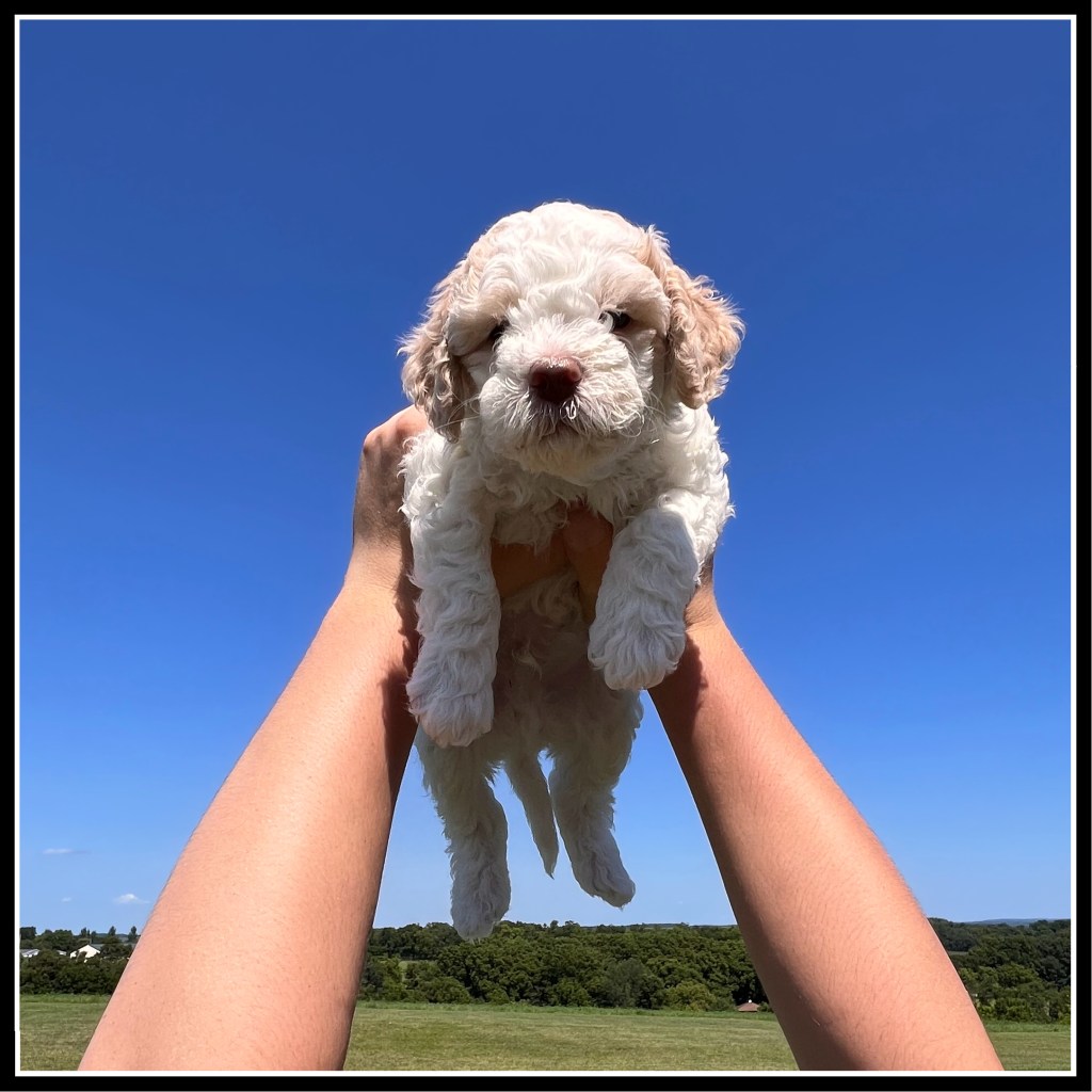Available Puppies – Shooting Star Lagotto Romagnolo