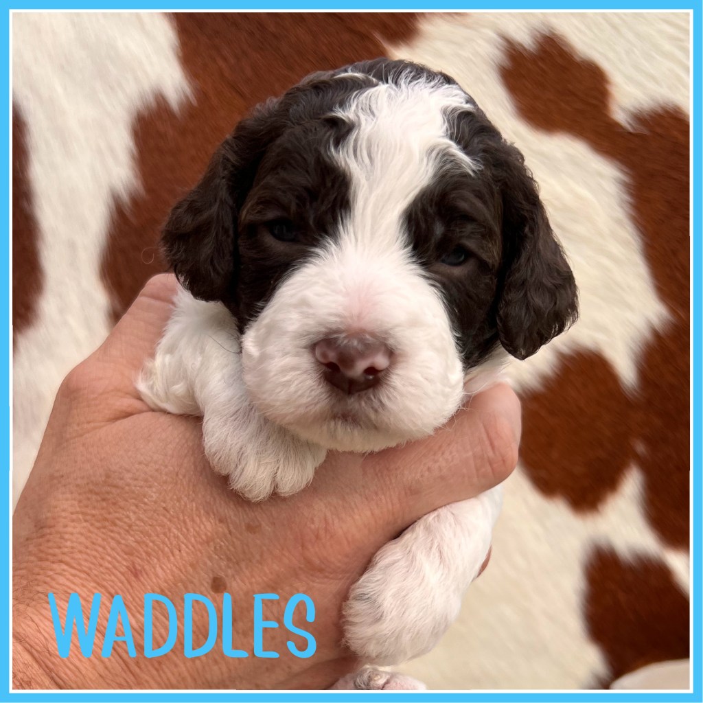 Available Puppies – Shooting Star Lagotto Romagnolo