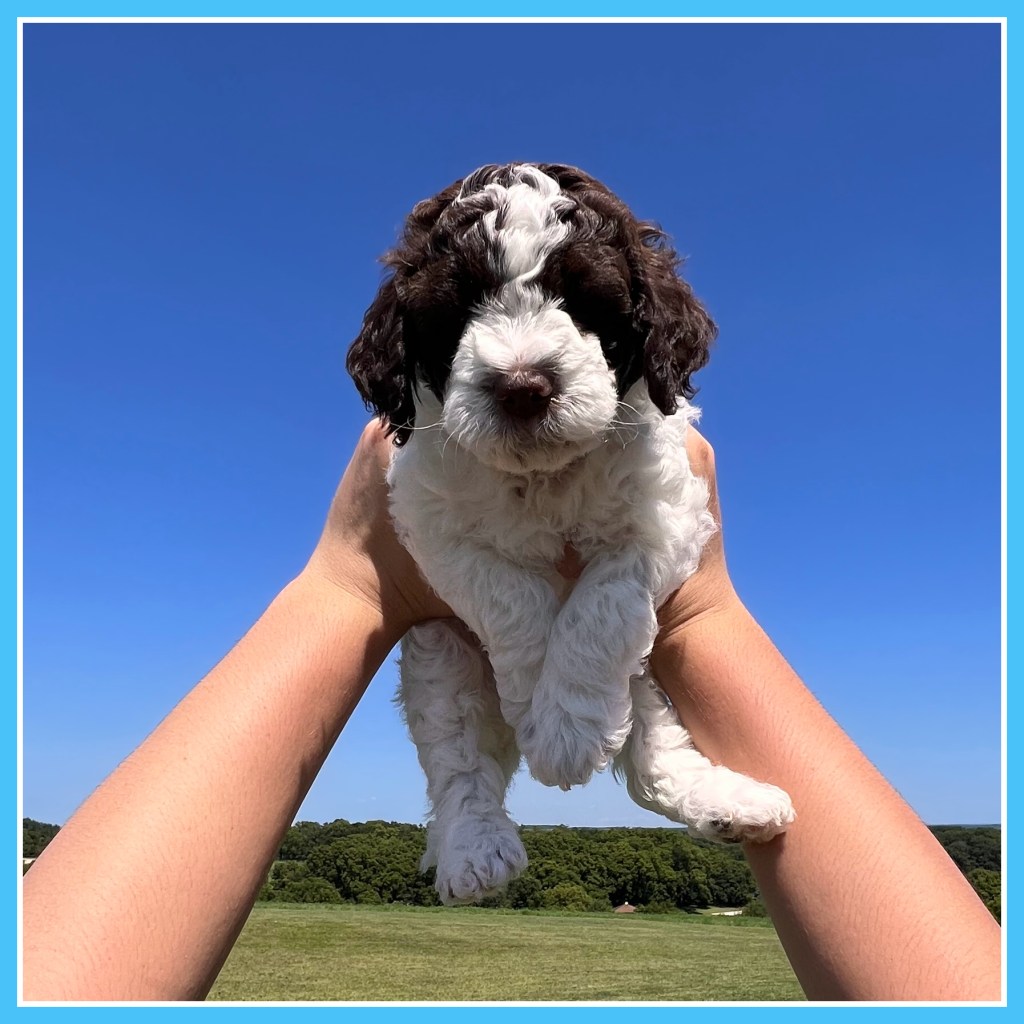 Available Puppies – Shooting Star Lagotto Romagnolo