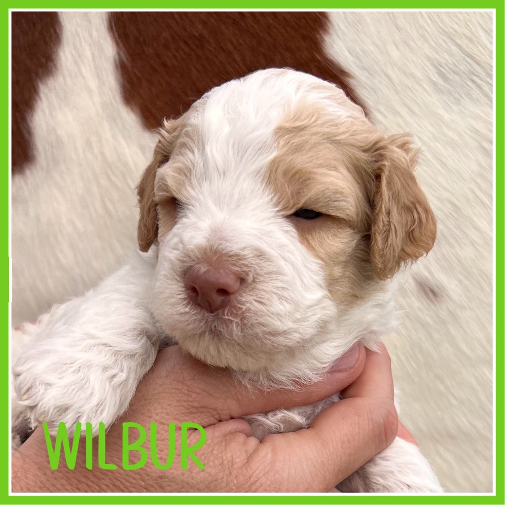 Available Puppies – Shooting Star Lagotto Romagnolo