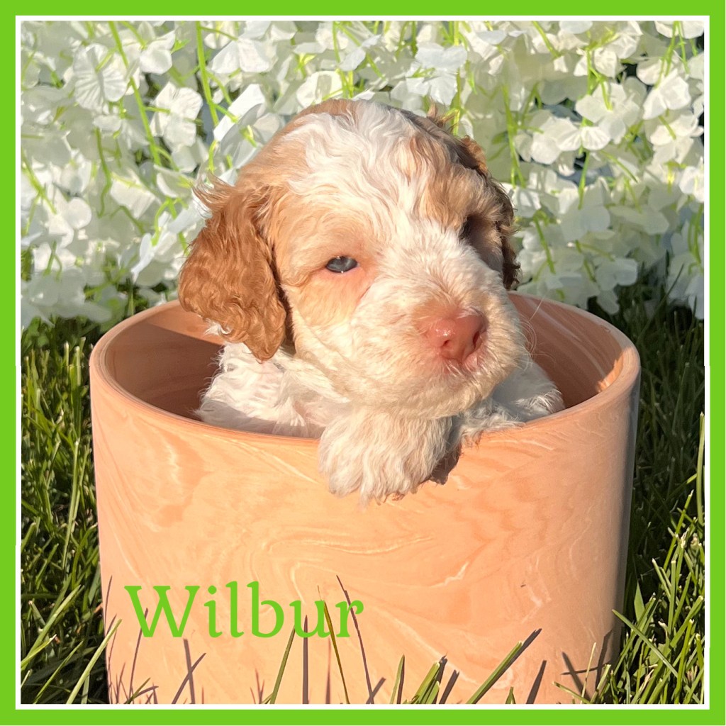 Available Puppies – Shooting Star Lagotto Romagnolo