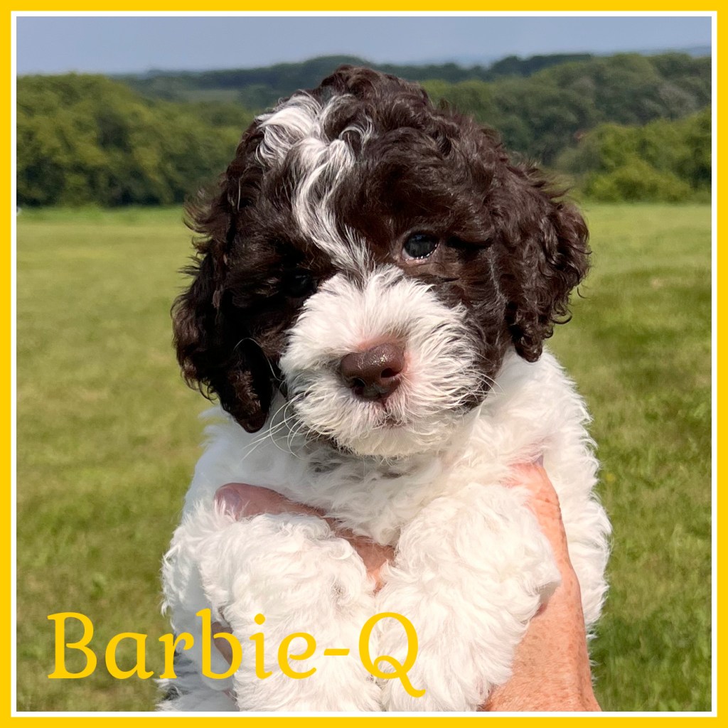 Available Puppies – Shooting Star Lagotto Romagnolo