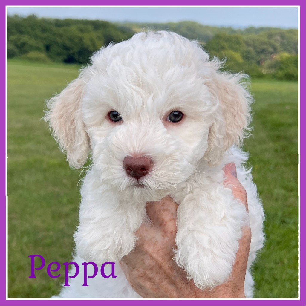 Available Puppies – Shooting Star Lagotto Romagnolo
