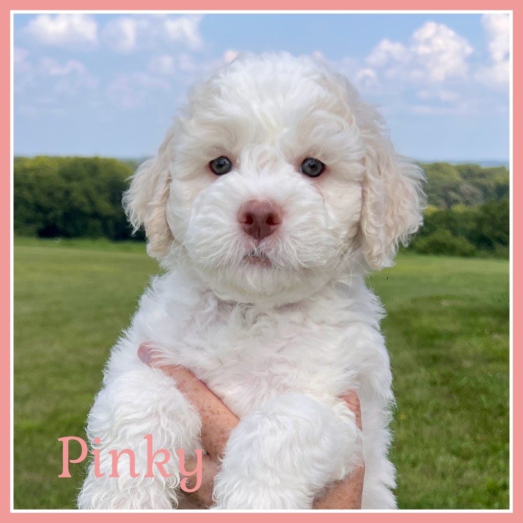 Available Puppies – Shooting Star Lagotto Romagnolo