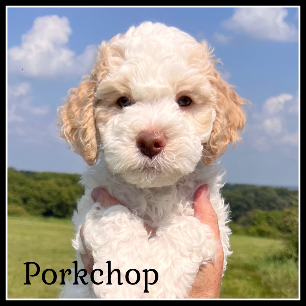 Available Puppies – Shooting Star Lagotto Romagnolo