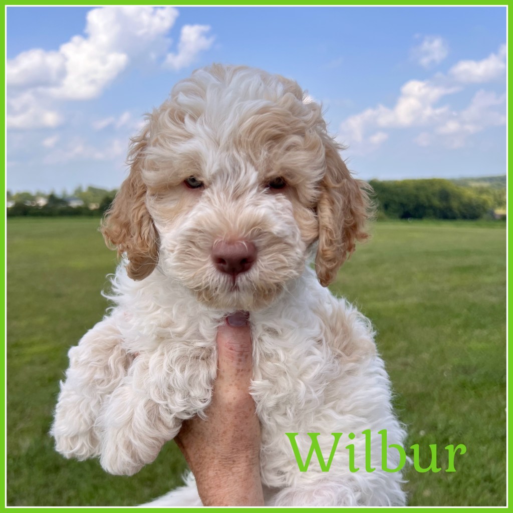 Available Puppies – Shooting Star Lagotto Romagnolo